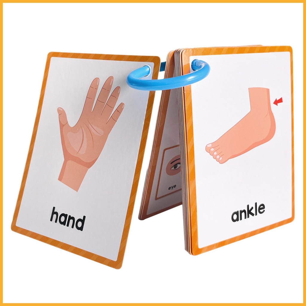 Body Parts Pocket Card 15Pieces English Flash Card Body Parts Pocket ...