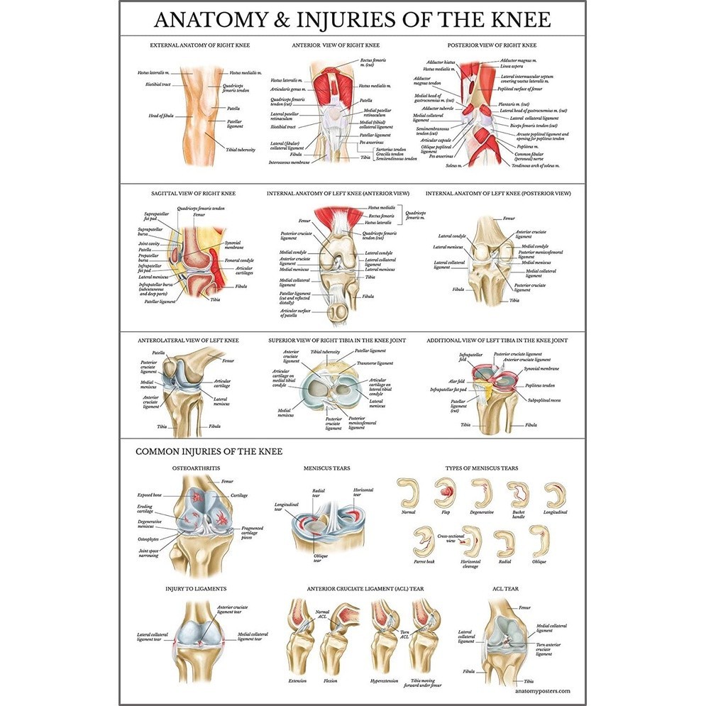Laminated Anatomy and Injuries of The Knee Poster Knee Joint Anatomical ...