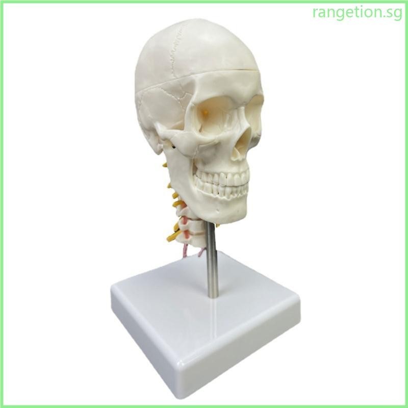 RAN Human Head Skull Anatomical Model with Cervical Vertebra Teaching ...