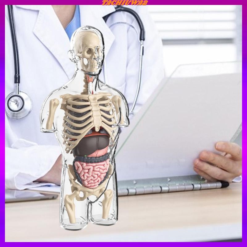 [Tachiuwa2] Human Body Model Toy Removable Organs Torso Model Organ ...