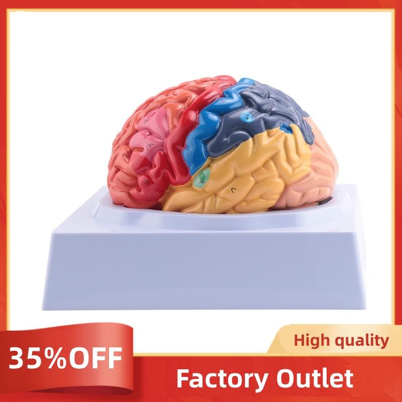 Human Brain Model Anatomy with Colored and Labeled Regions, 2-Part ...