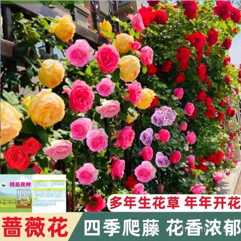 Climbing Rose Flower Four Seasons Blooming Double Petal Garden Balcony ...