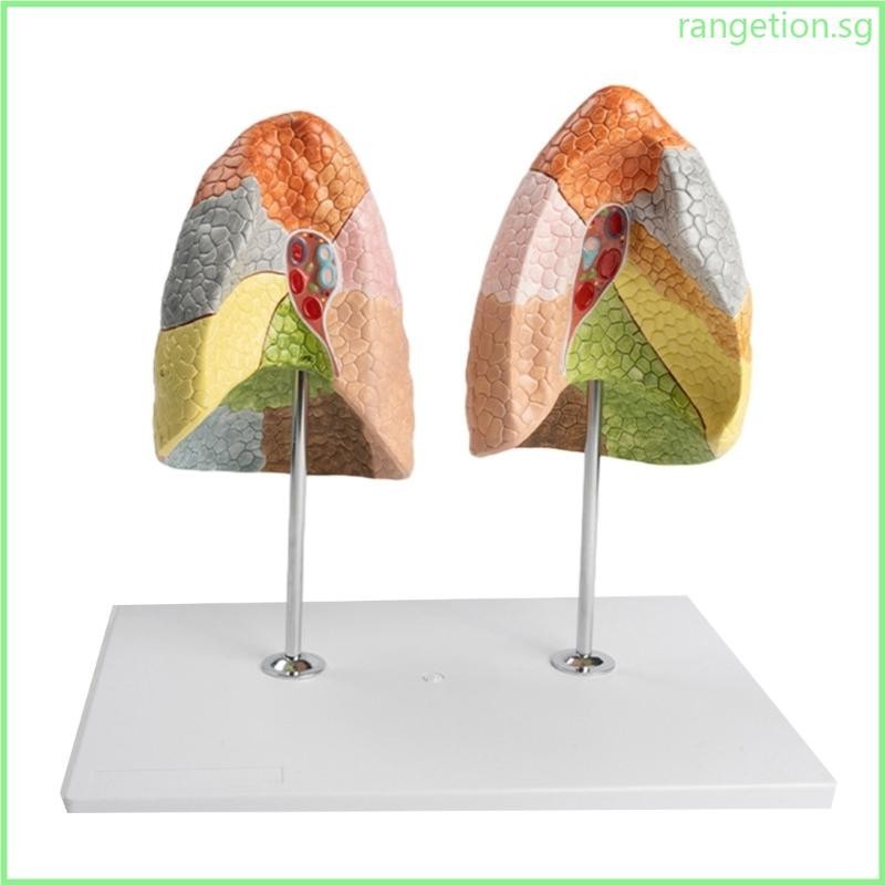 RAN Human Lungs Anatomy Model Life Size Human Organ Anatomy Models for ...