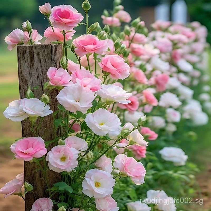 [Can be planted in all seasons]Mixed Color Double Petal Eustoma Flower ...