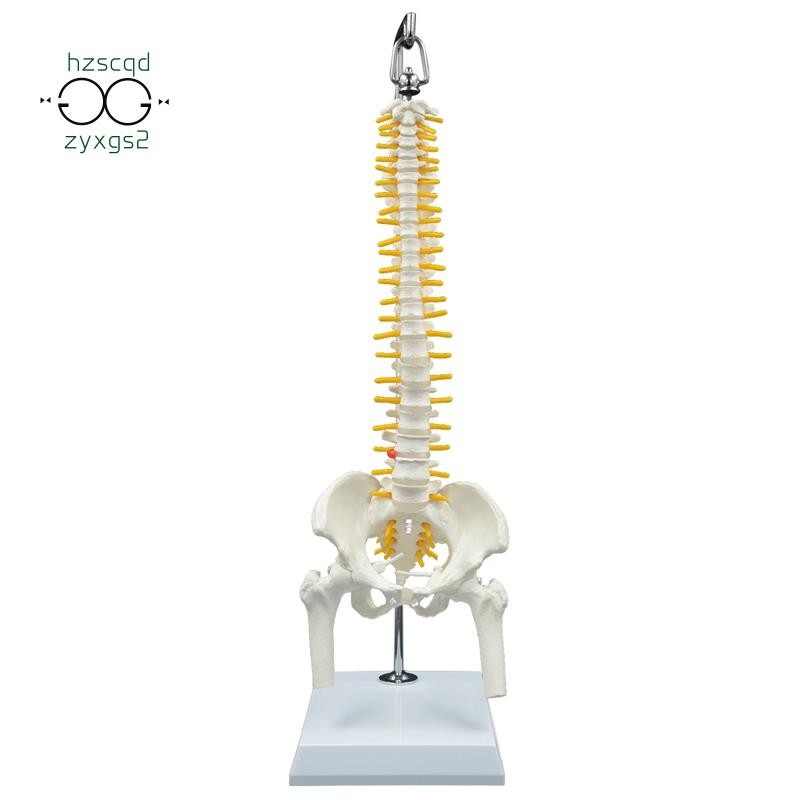 45CM Human Spine with Pelvis Model Human Anatomical Anatomy Spine Model ...