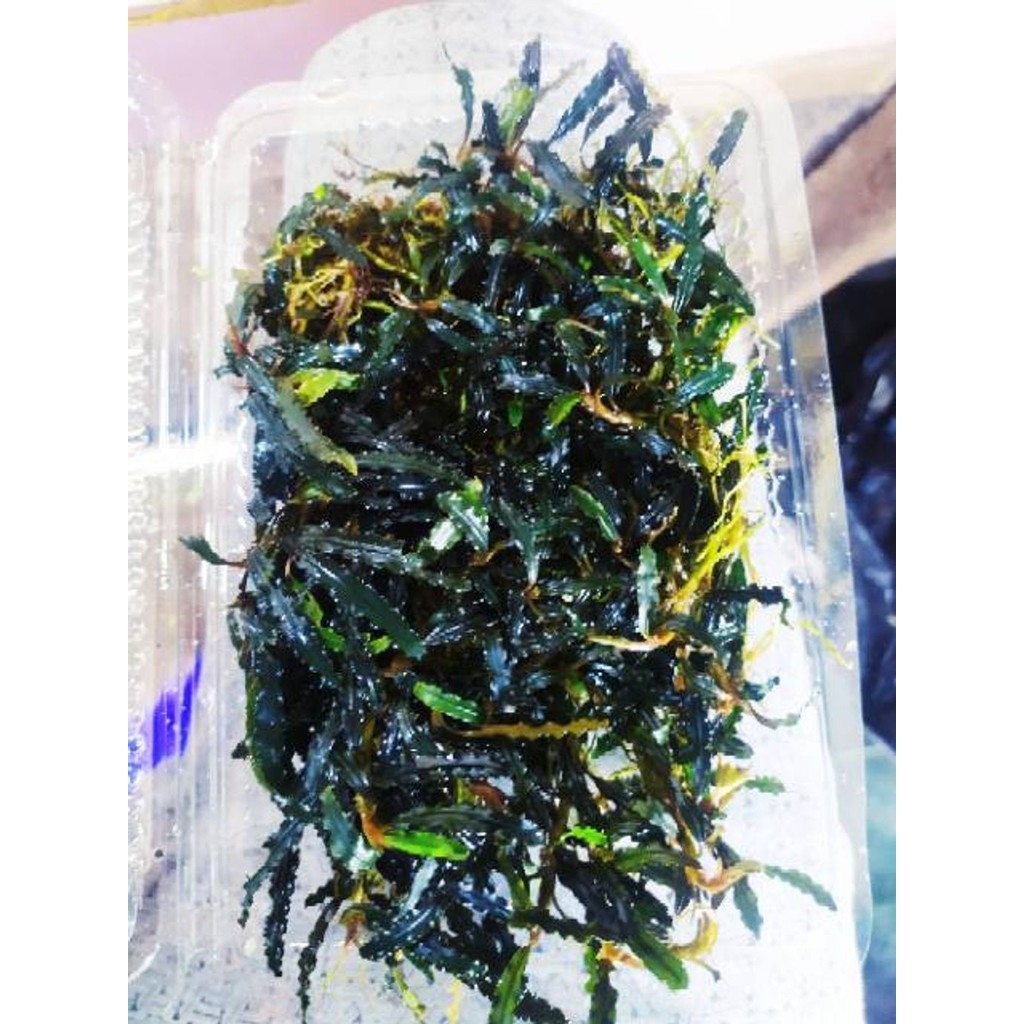 Sindo - Bucephalandra sp Black Velvet Porsi Mika Live Plant 6RFDXFEE7L ...