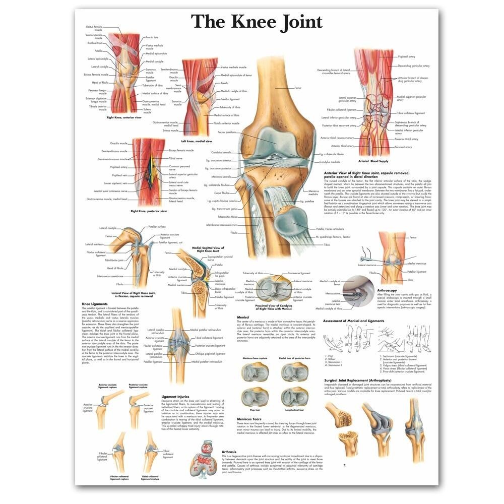 WANGART Anatomical Charts And Posters Anatomy Arm Leg Simple Human ...