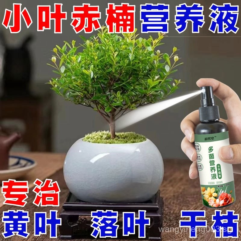 Small Leaf Red Nan Leaves Drop Wither Yellow Leaves Special Bonsai ...