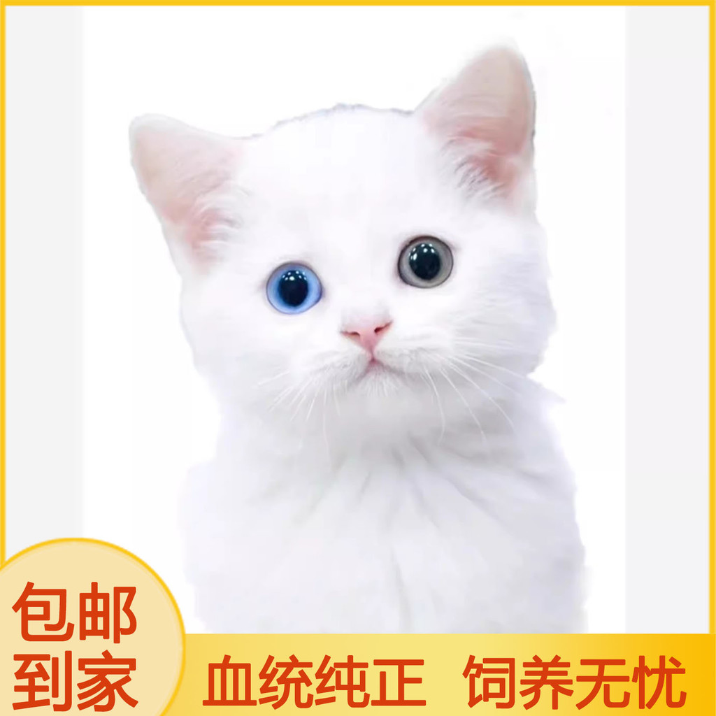 Chinese Pastoral Cat, Siamese Cat, Pure White Cat, Cow Cat, Small Tabby ...