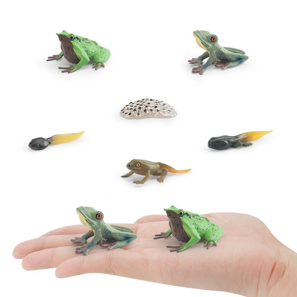 [Simhoa21] Life Cycle of Frog Toys Teaching Aids Realistic Animal ...