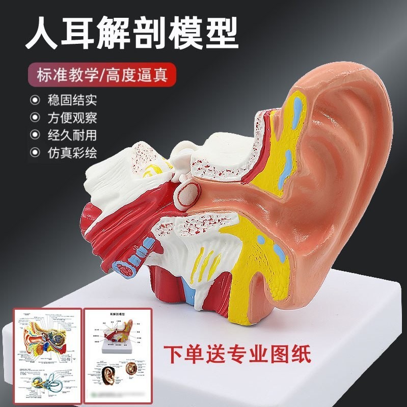 Ear Model Human Ear Anatomy Ear Picking Teaching Training ENT Teaching ...