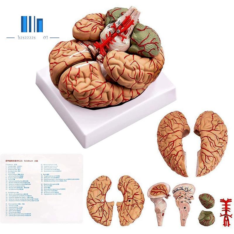 Human Brain Model,Life Size Human Brain Anatomy Model with Display Base ...