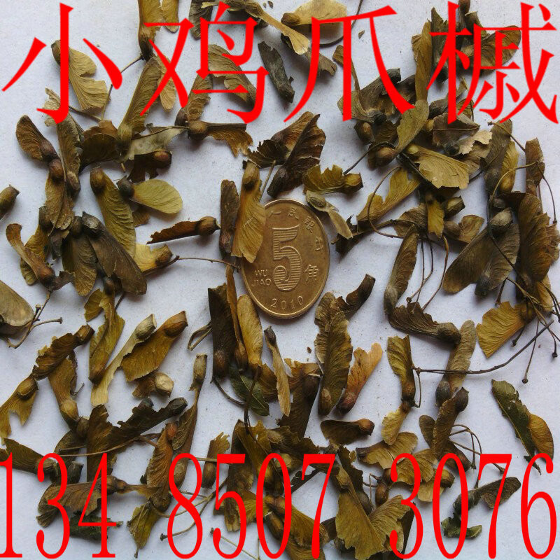 Lobular Acer Palmatum Seed Fine Leaf Acer Palmatum Tree Species Acer ...