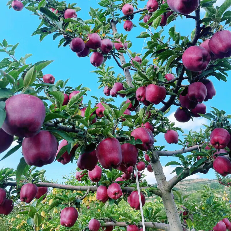 Land Yi Te Big Gansu Tianshui Huaniu Apple Apple Tree Seedling Grafting ...