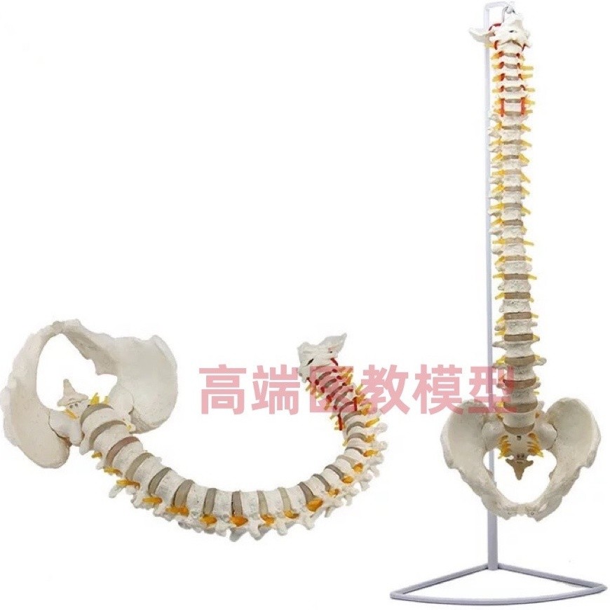 Human Spine Model1:1Adult Bone Setting Exercise Spine Model Cervical ...