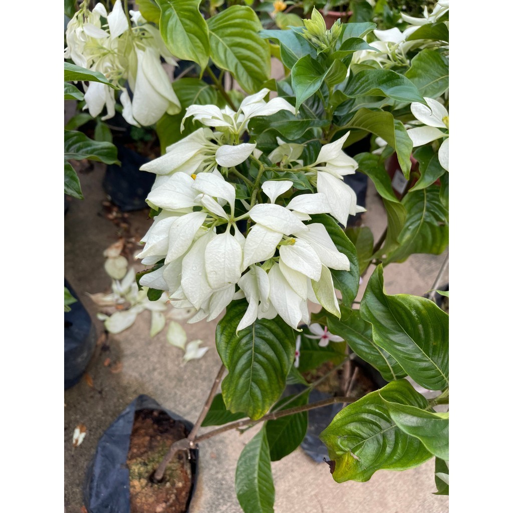Mussaenda White (White). 0.6 meter heightLarge shrub up to 3 m tall ...