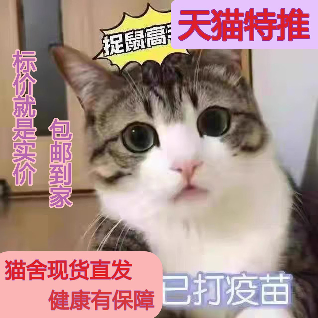 Chinese Pastoral Cat Orange White Cat Milk Cow Cat Three-Flower Cat ...