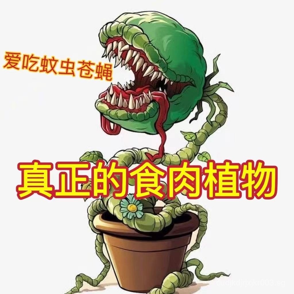 Dionaea Muscipula Carnivorous Plant Cannibal Flower Eating Insect ...