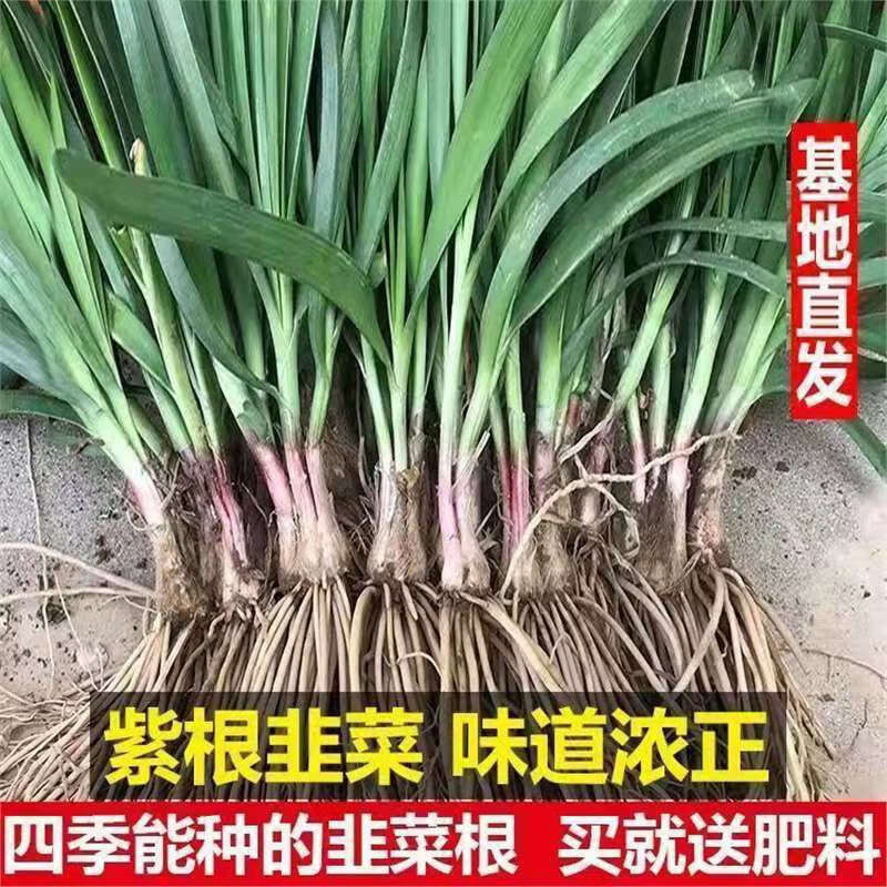 New Leek Root Now Dug Root Wide Leaf Balcony Bonsai Four Seasons ...