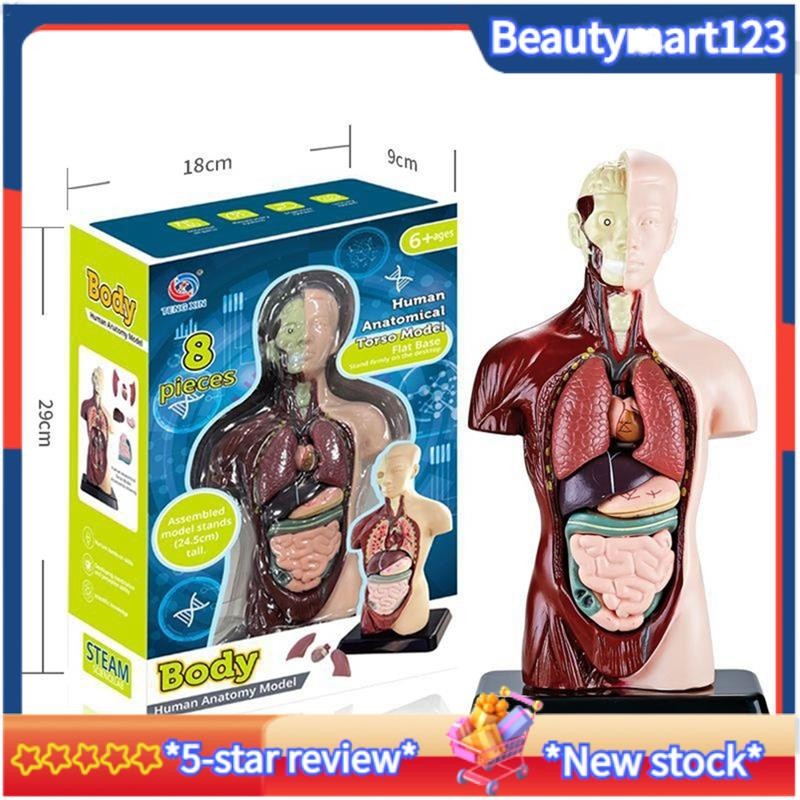 Human Body Model with 7 Removable Organ Models,Educational Organ ...