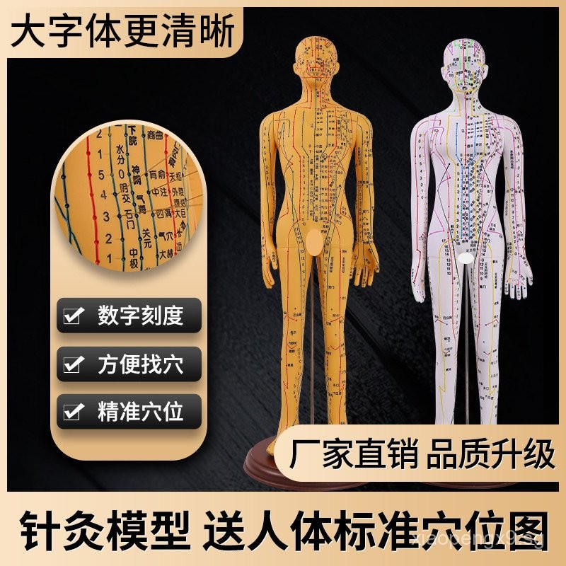 Ultra-Clear Traditional Chinese Medicine Acupuncture Points Human Body ...