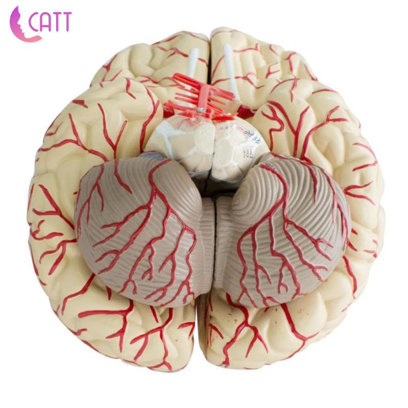 [ Brain Model Professional Dissection Organ Teaching Studying Model ...