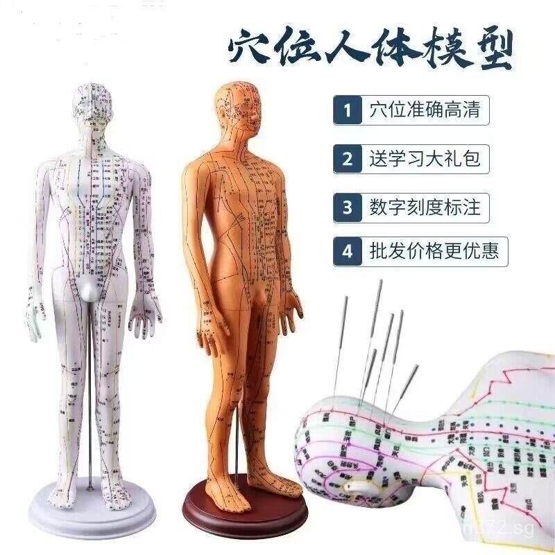 Traditional Chinese Medicine Human Body Model Full Body Acupuncture ...