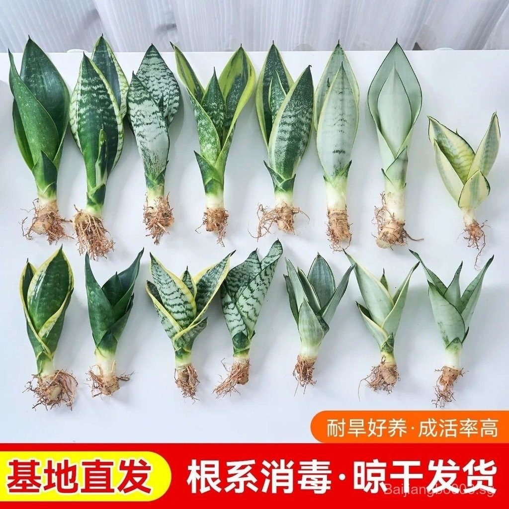 SG Hot selling [6Ten Thousand People Collection]Formaldehyde Removal ...