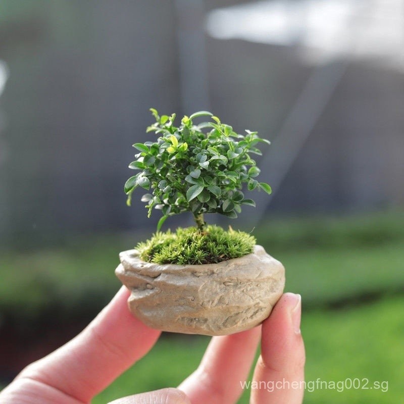 Mini Podocarpus Fingertip Small Potted Plant Air Purifying Indoor ...
