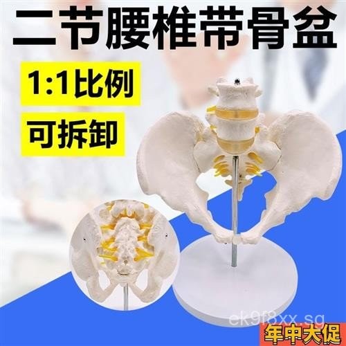 Pelvic Model Detachable Rotating Pelvic Rehabilitation Training Yoga ...