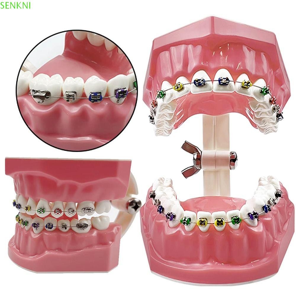 SENKNI Dental Orthodontic Teeth Model, Standard Size Metal Bracket ...
