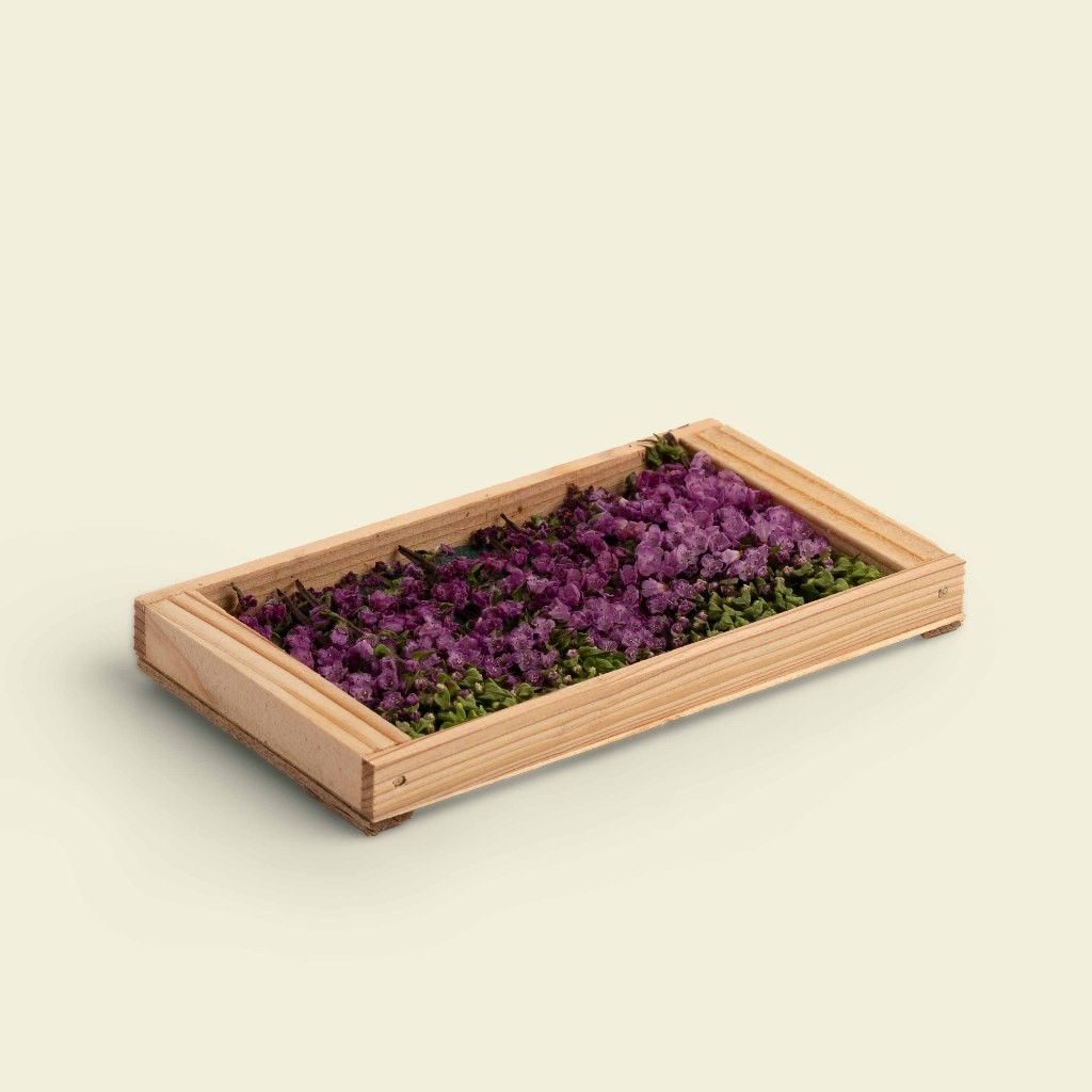 [modern provision] Hanaho Flower (1 tray) | Shopee Singapore