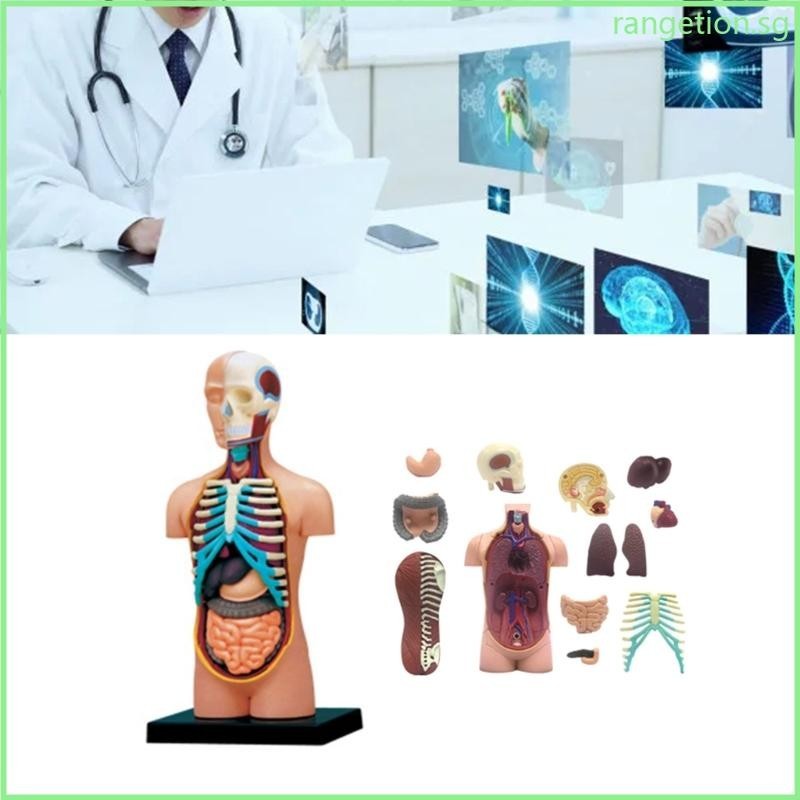 RAN Mini Human Torso Body Anatomy Model with Removable Organs Education ...