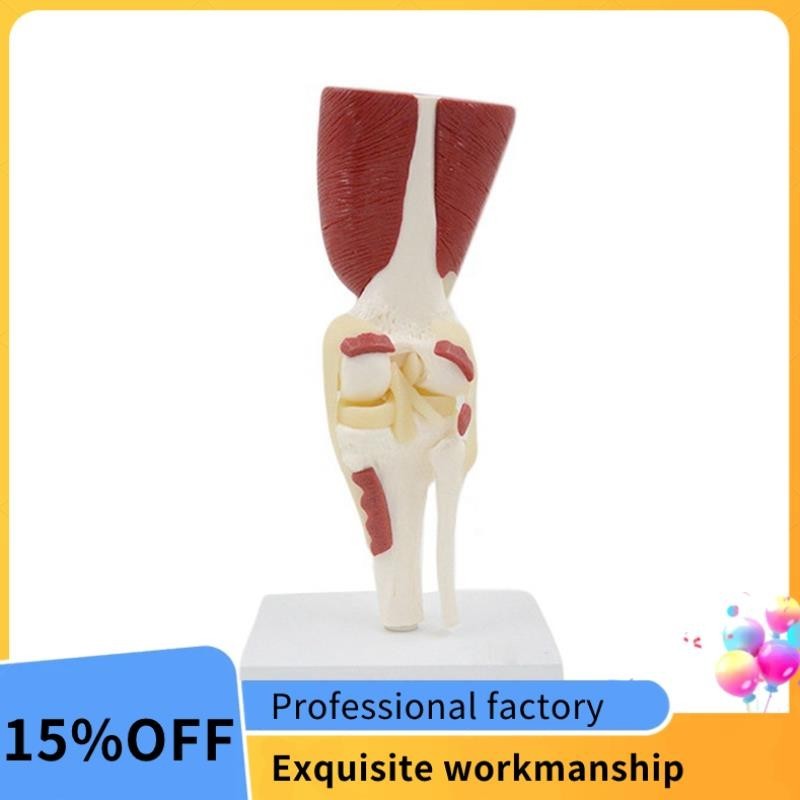 Knee Joint Model 1:1 Life Size Human Knee Joint Muscles Ligaments ...