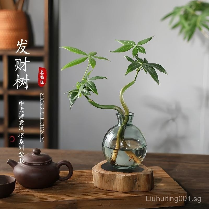 Hydroponic Plants Fun Money Tree Green Plants Desktop Zen Decor Indoor ...