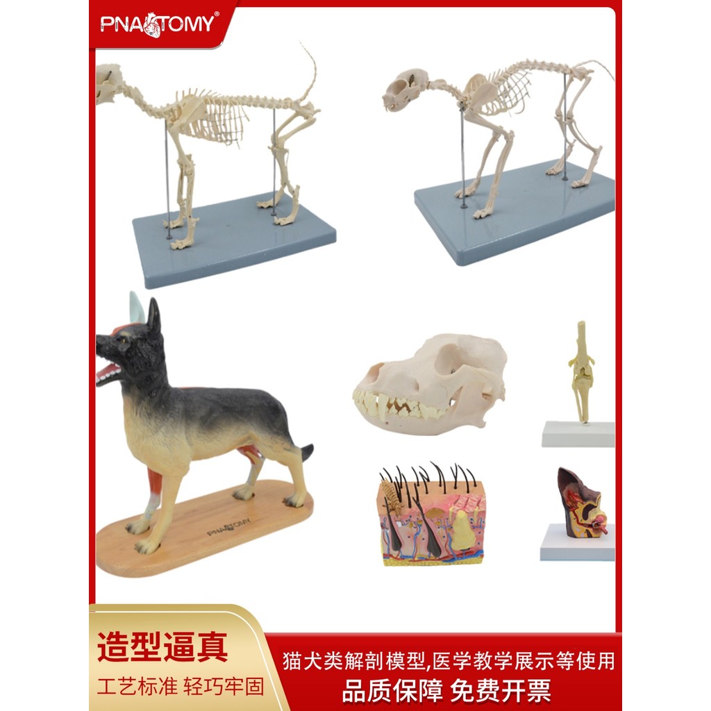 Dog Skeleton Model Canine Skull Teeth Ears Skin Cat Dog Skeleton ...