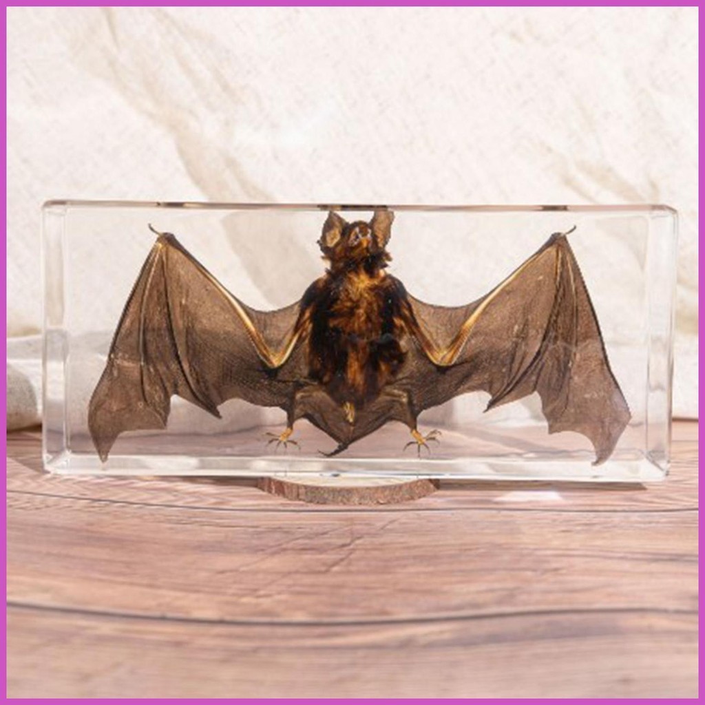 Bat Taxidermy Realistic Resin Bat Animal Specimen Framed Animal Bat ...
