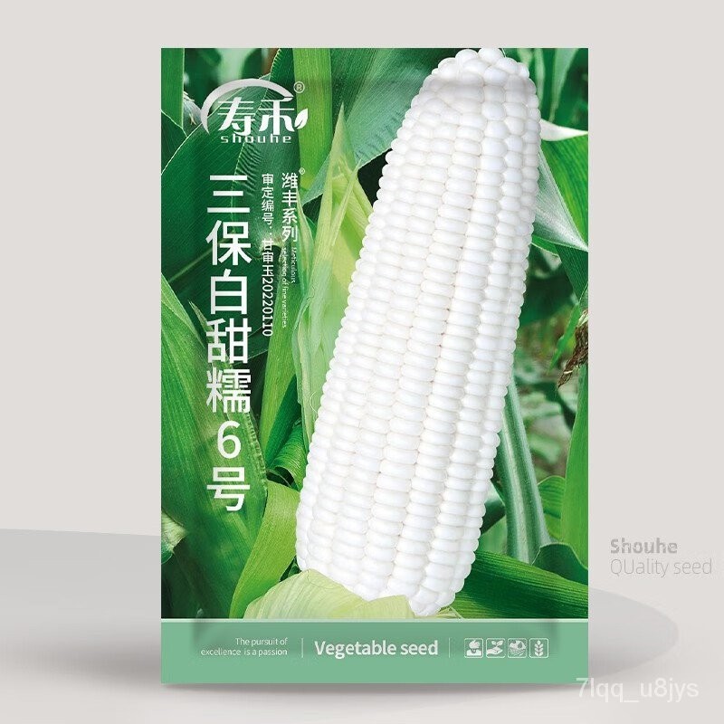 Shouhe White Sweet Corn and Waxy Corn Seeds Large Stick Model Super ...