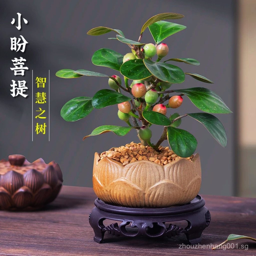 Bodhi Tree Bonsai Small Bodhi Potted Plant Zen Office Indoor Green ...