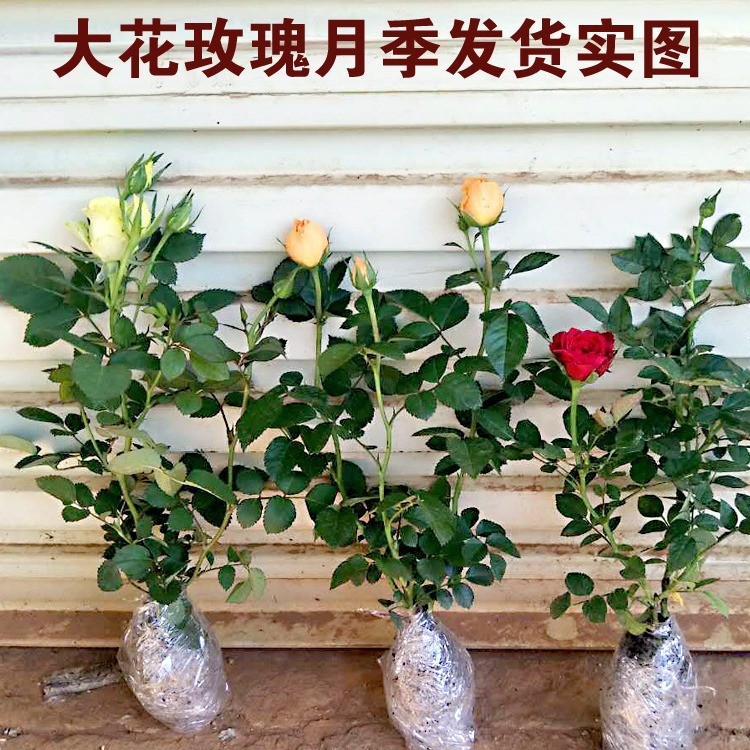 Rose Seedlings Flower Potted Large Rose Four Seasons with Buds Indoor ...