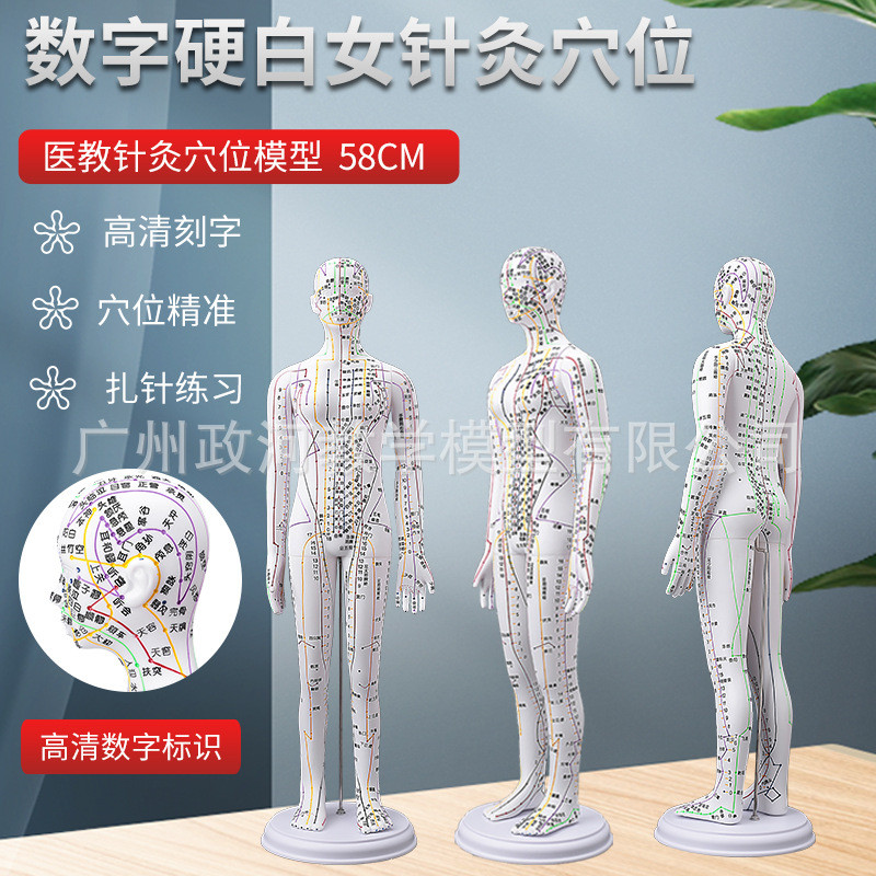 High-Definition Acupuncture Chart Arm Simulation Human Model Engraved ...