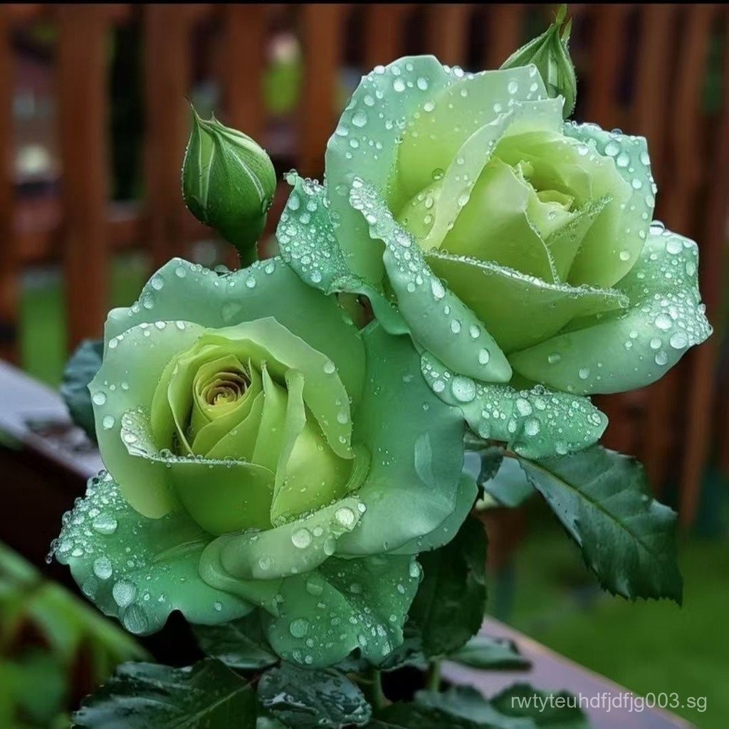 Authentic Rose Rose Flower Perfume Old Potted Plant Four Seasons ...