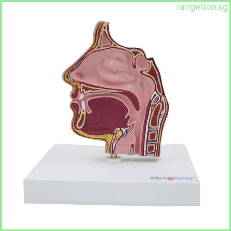 RAN Human Nasal Cavity Throat Model Human Nasal Cavity Anatomical Model ... RAN Human Nasal Cavity Throat Model Human Nasal Cavity Anatomical Model ...