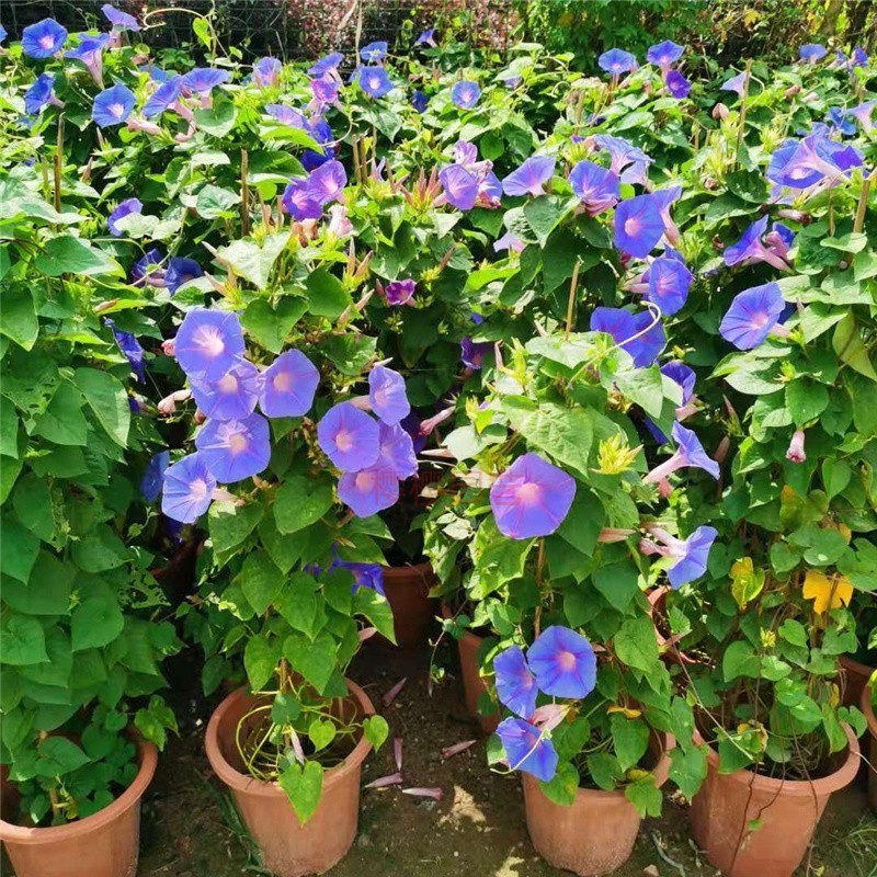 Blue Morning Glory Potted Plant Large Petunia Perennial Root Morning ...