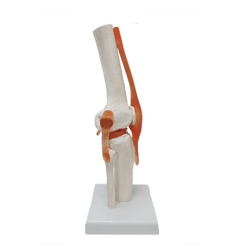 Human Knee Joint Function Model Meniscus Cross Ligament Movable Knee ...