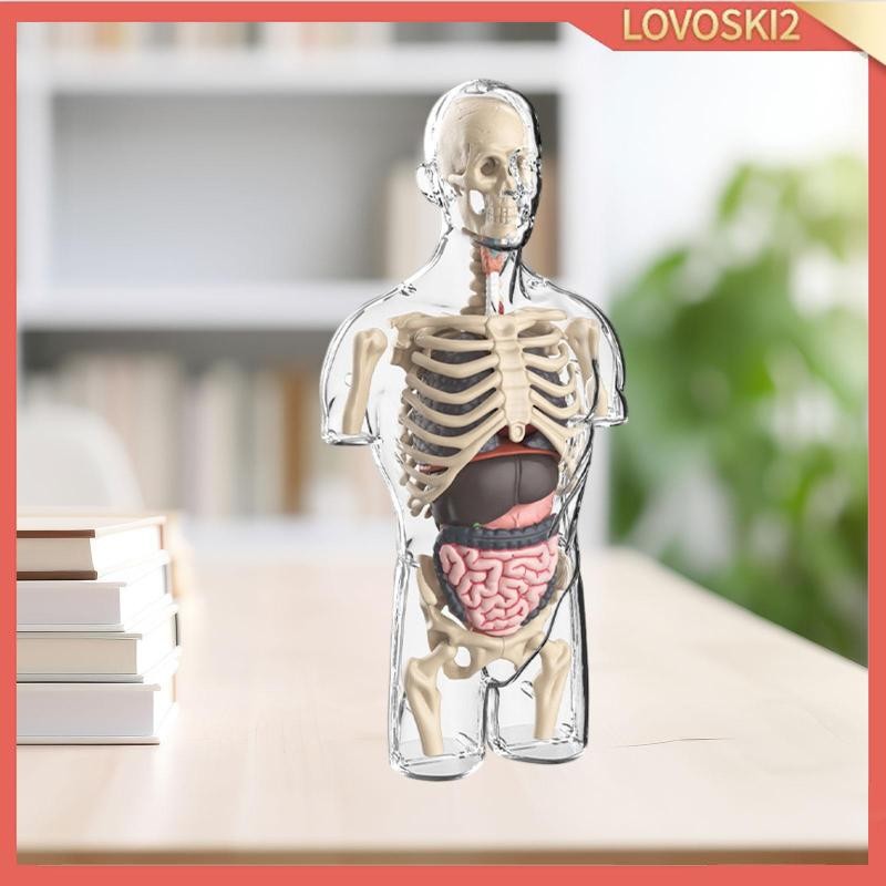 [Lovoski2] Human Body Model Kits Torso Model Body Parts Organs for ...