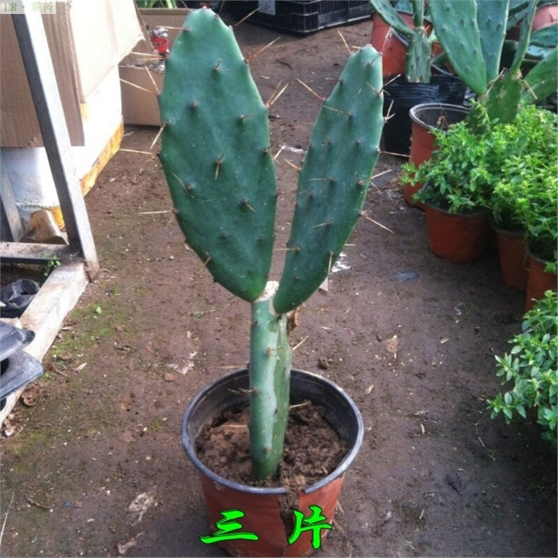 Cactus Potted Grafting Crab Cactus Flowering Nopalxochia Ackermannii ...