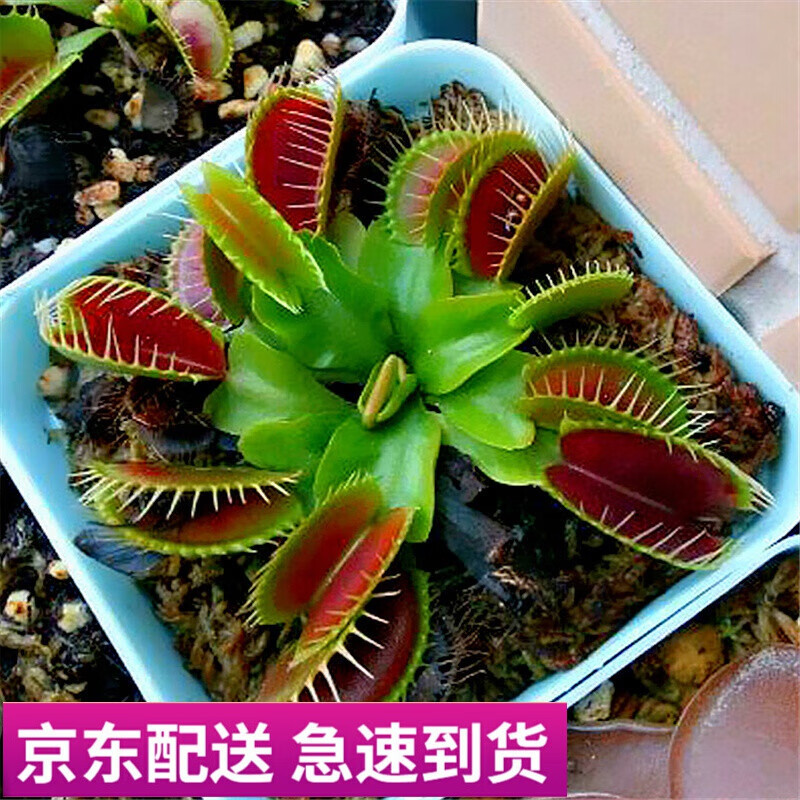 [SG-Deliver Goods] Flytrap Super Large Seedlings Cannibal Flowers ...
