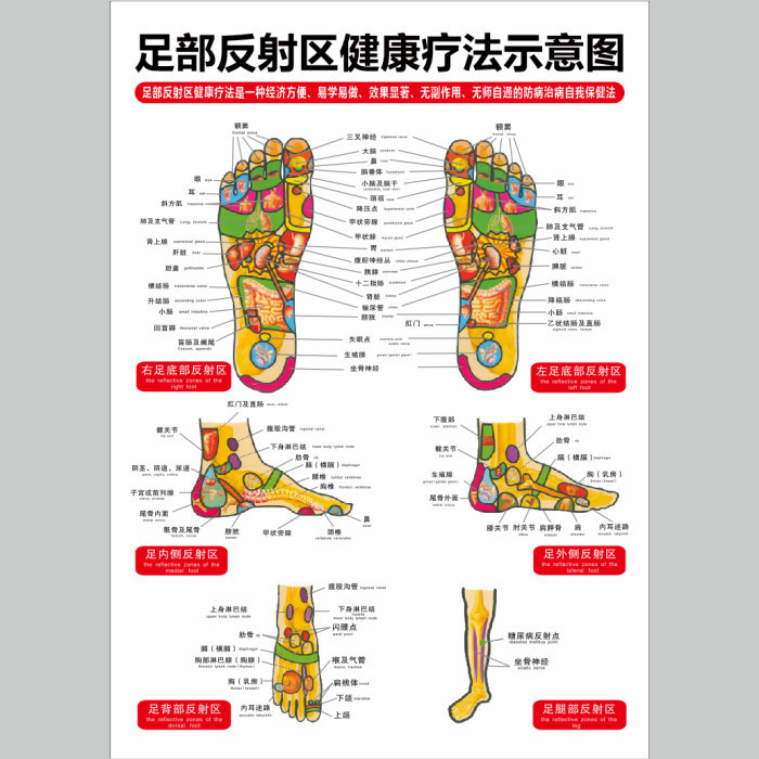 Traditional Chinese Medicine Health Poster Foot Reflective Section Wall ...