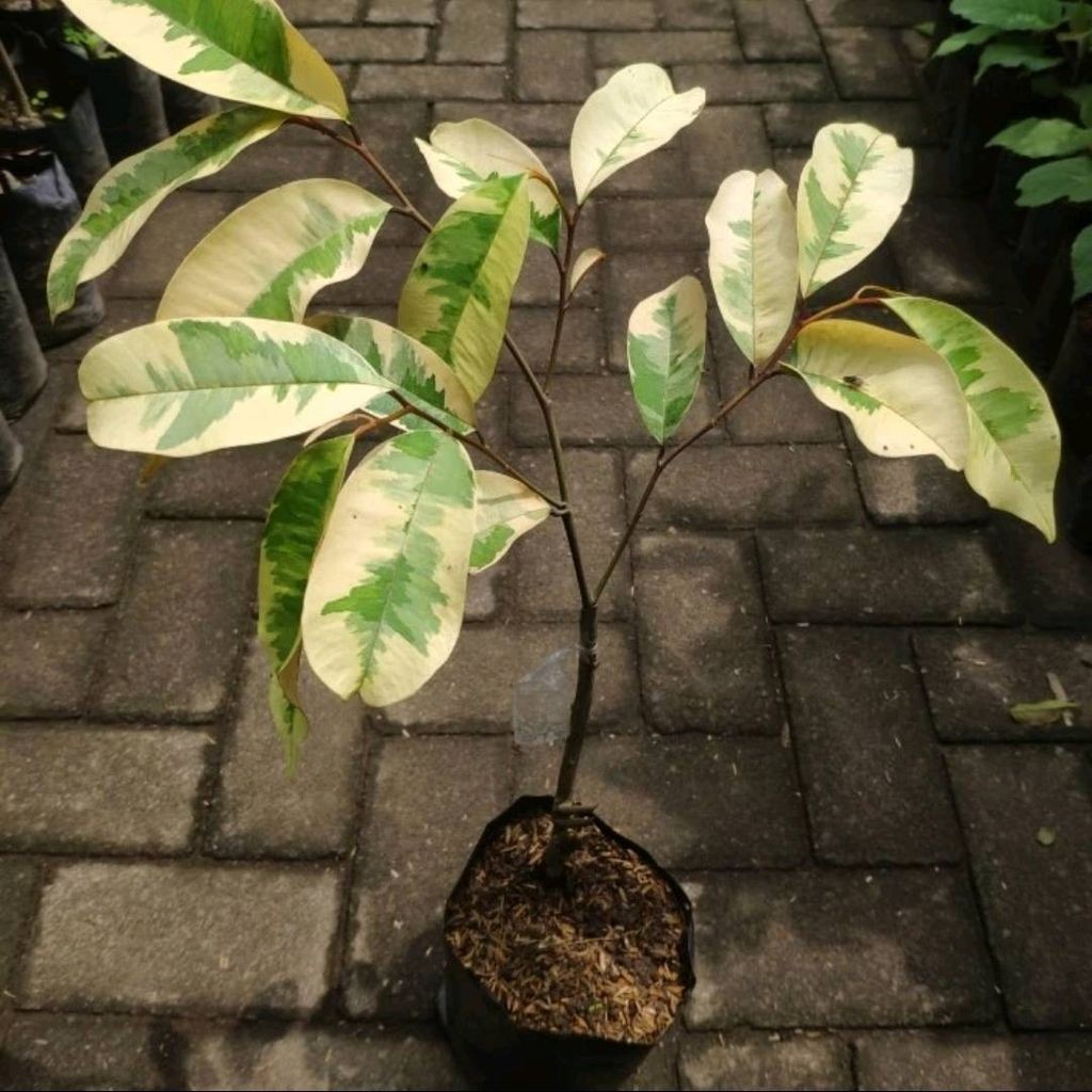 Sindo - Kenitu Variegata Chrysophyllum Cainito Pokok Kenitu Live Plant ...